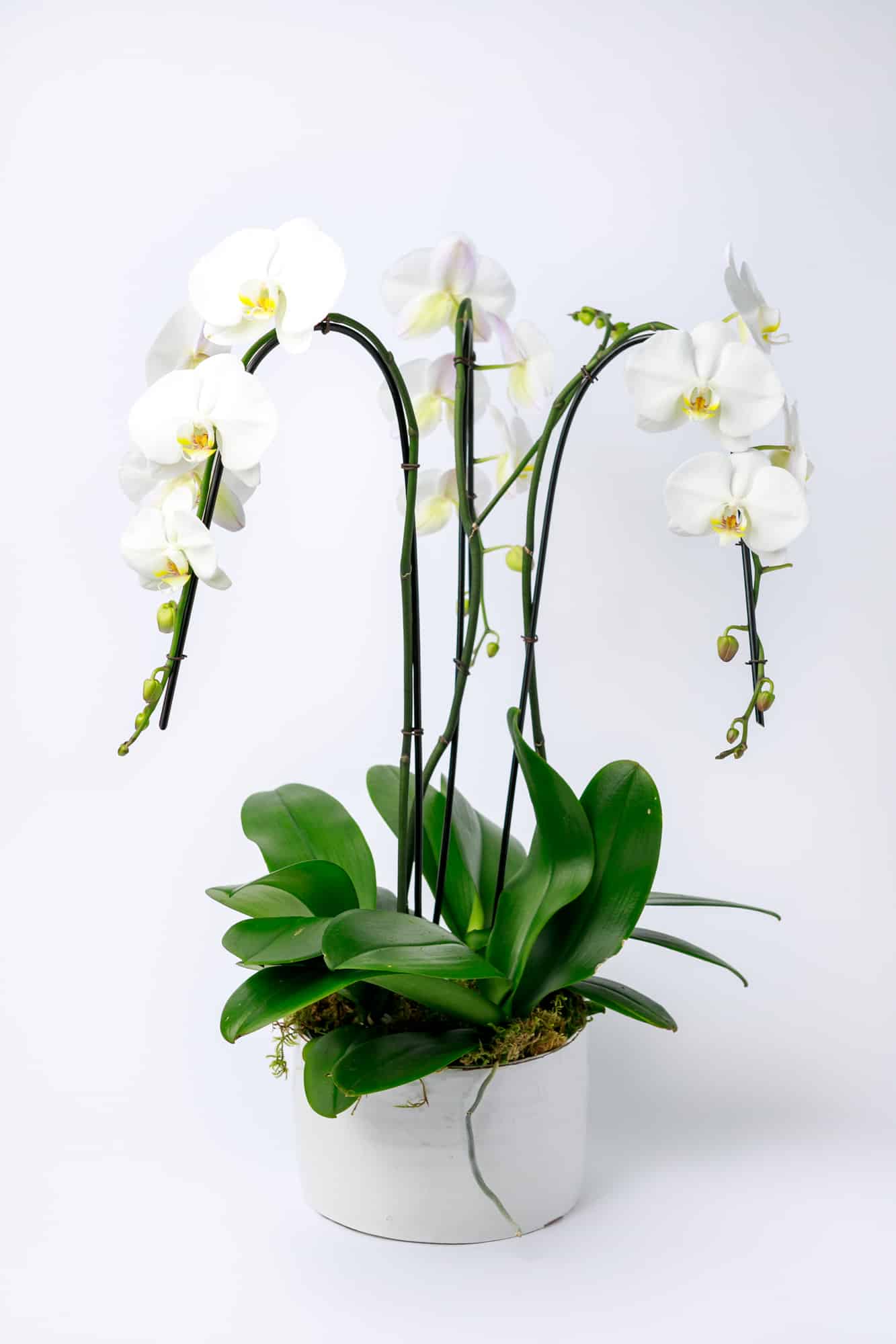 Orchid Floral Arrangement Portland Floral Delivery Orchid Floral Arrangement Portland Floral Delivery
